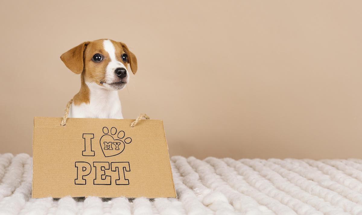 Ensuring Pet Wellness at Home - Camella Homes