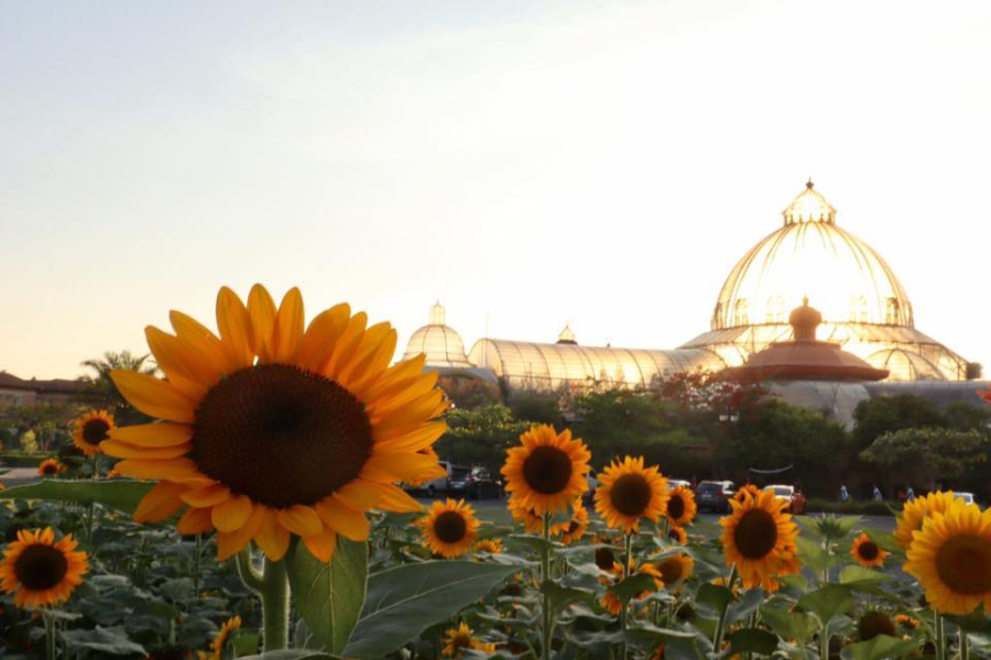 Palazzo Verde : A Magical Events Place in Las Pinas - Camella Homes