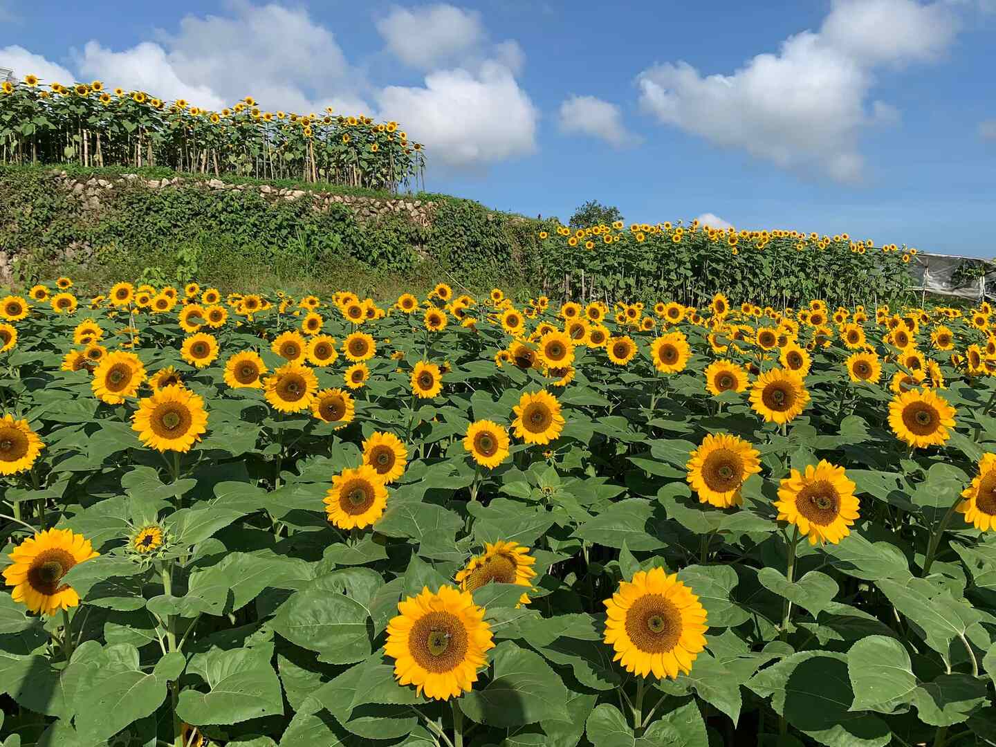 Best Summer Flowers to Grow in Your Garden